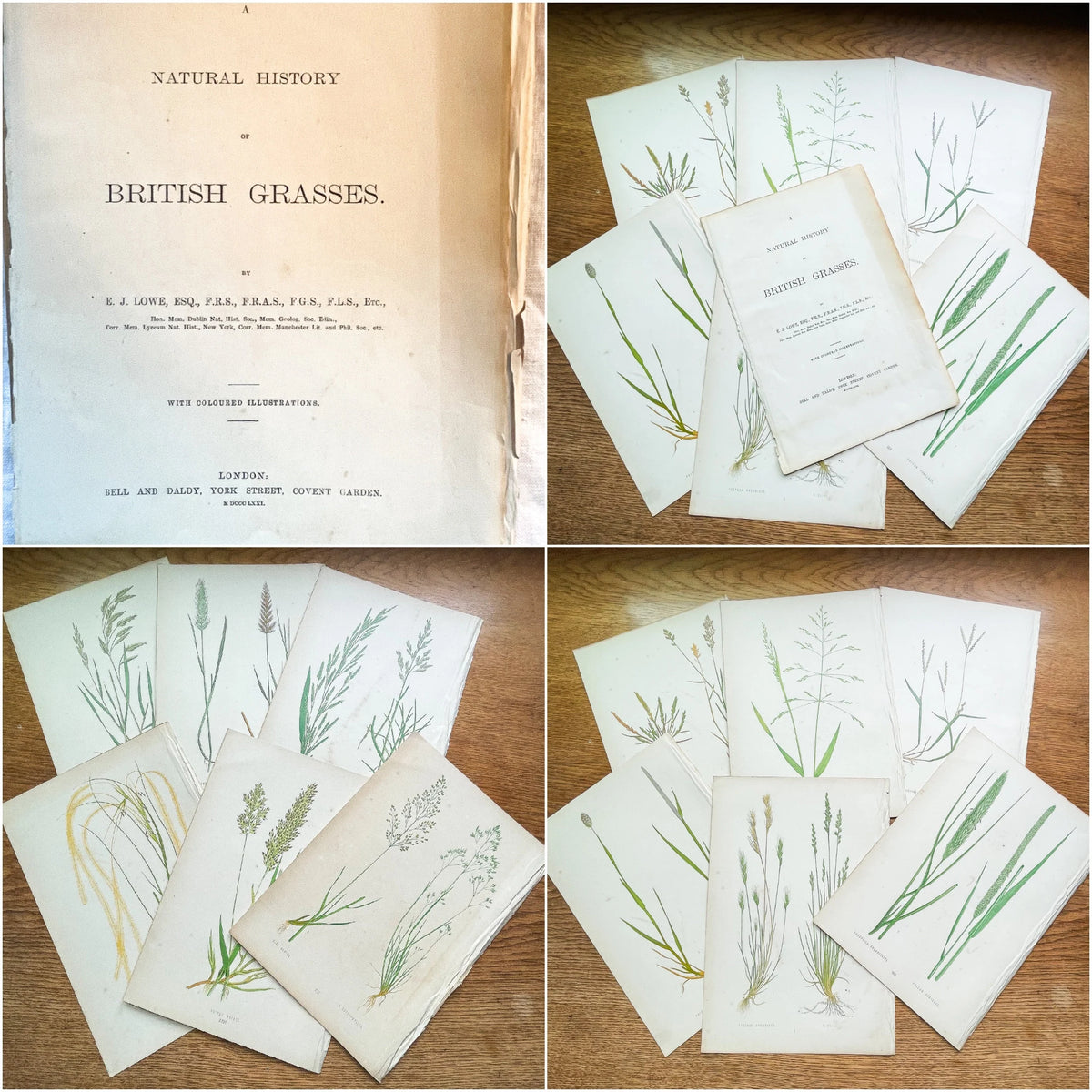 Antique British Grasses Lithograph Prints, Edward Lowe, 1871 Botanical ...